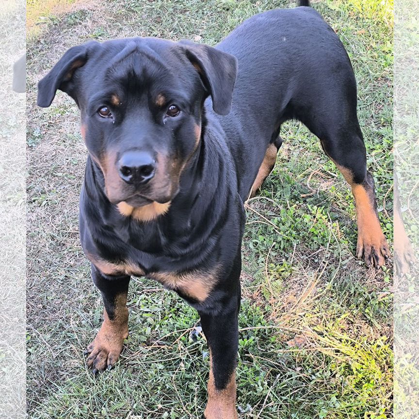 Молодой Ротвейлер ищет подругу