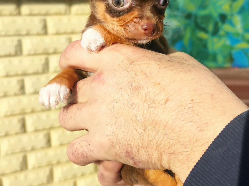 Девчишка - шоколадка