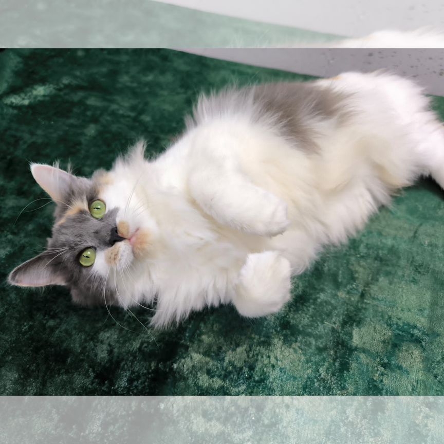 Кошка