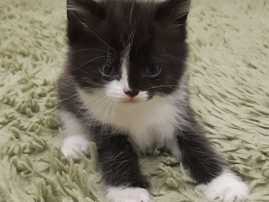 Кошка
