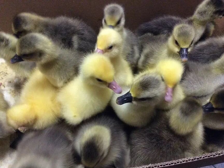 Гусята утята