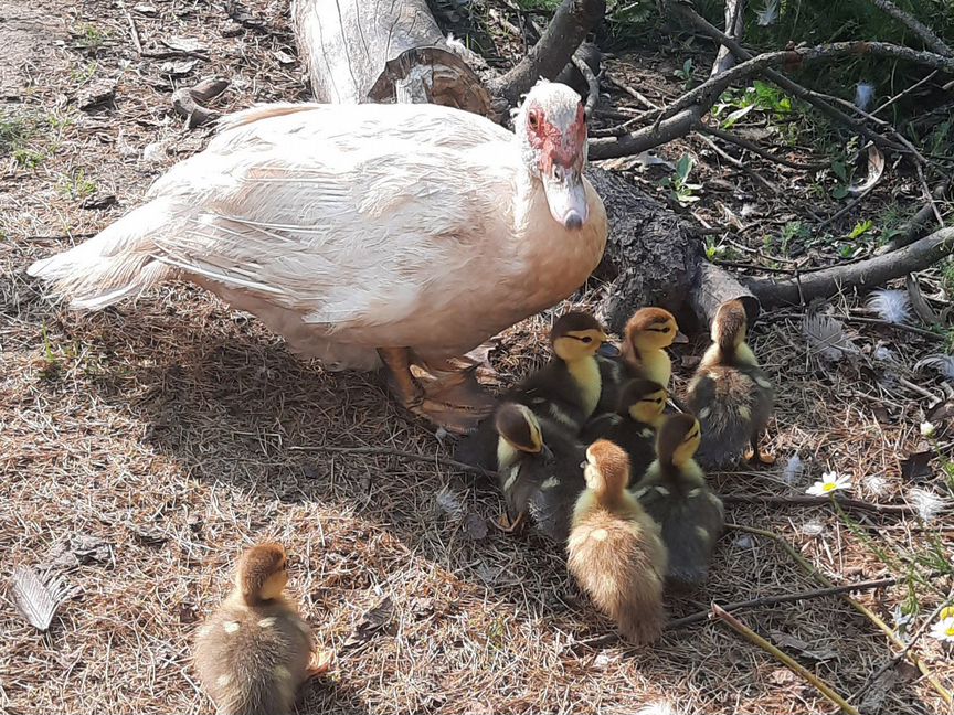 Индоутята от 2х.недель, индоселезни молодые