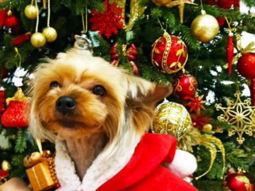 Собака йоркширский терьер