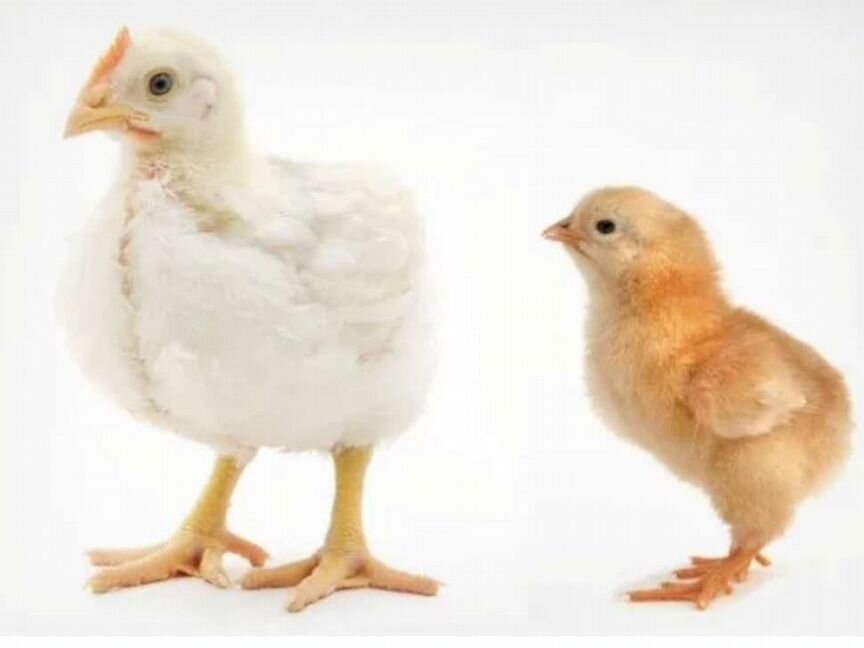 Цыплята бройлеры подрощенные