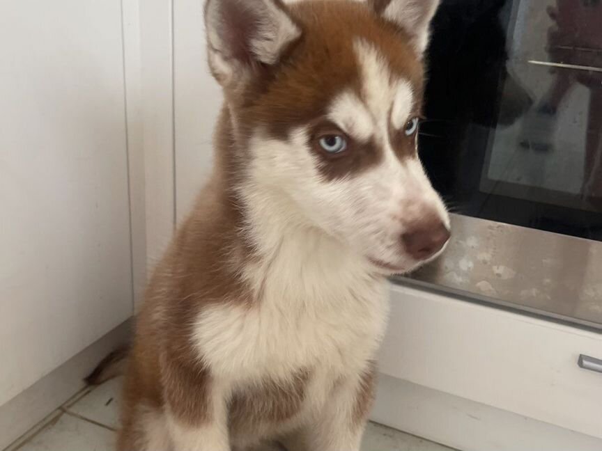 Щенок сибирской хаски