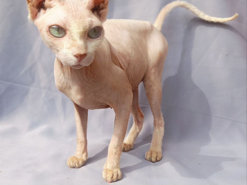 Сфинкс эльф кошка беременная