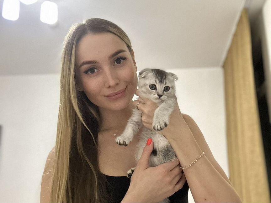 Шотландский вислоухий котенок