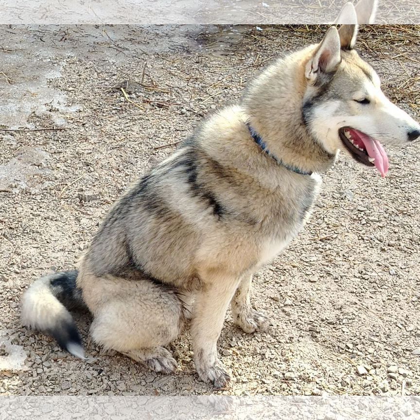 Западносибирская лайка, взрослый пёс