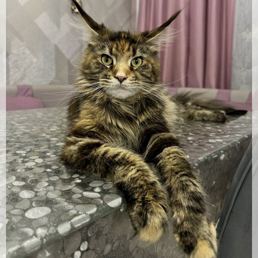 Мейн-кун в добрые руки