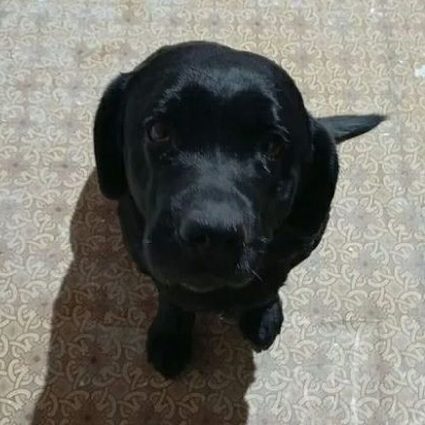 Лабрадор-ретривер, взрослая собака