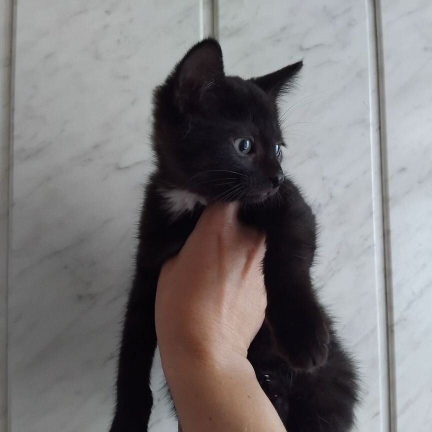 Котенок 2,5 месяца