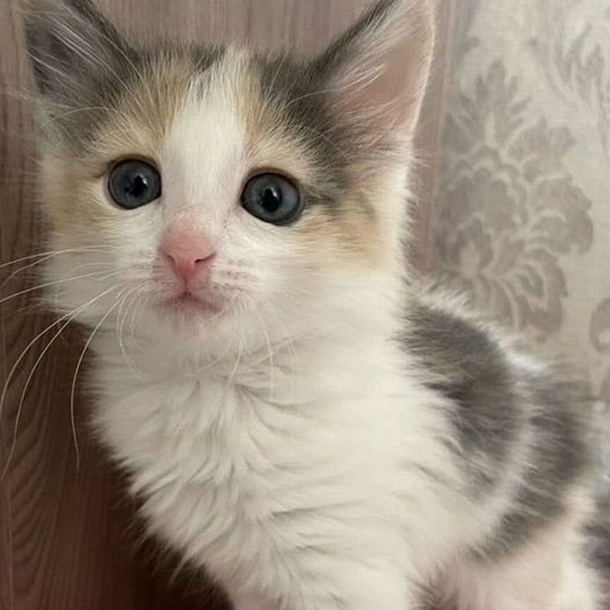 Кошечка