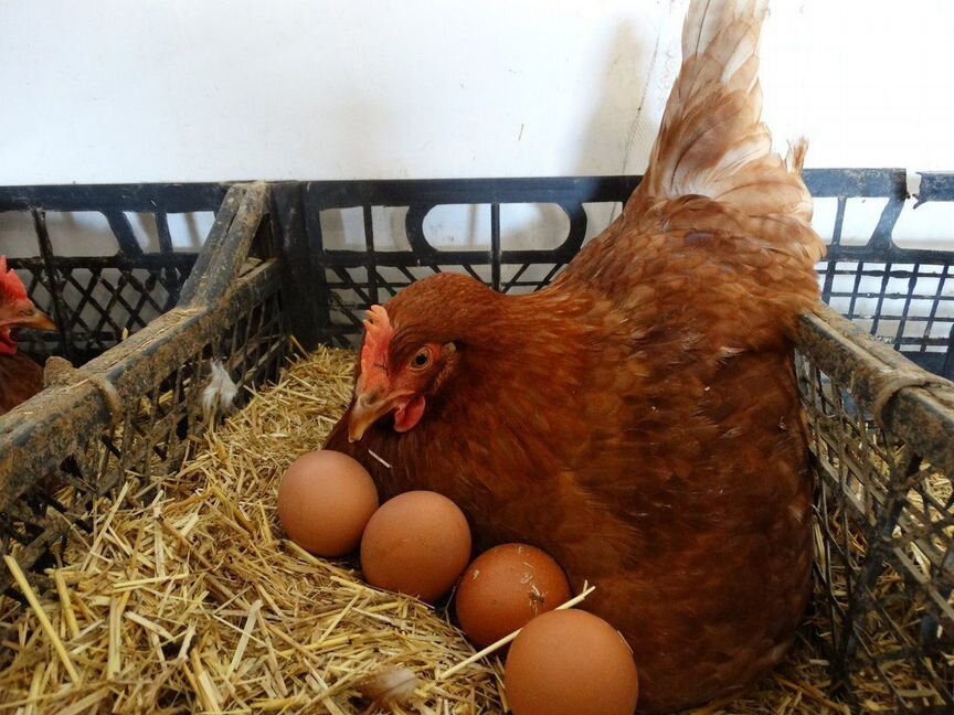 Куры несушки годовалые Ломан Браун