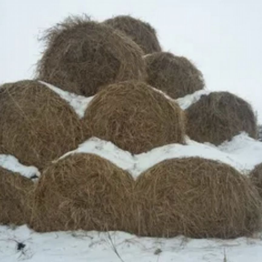 Продам сено в рулонах