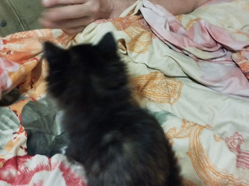 Кошка