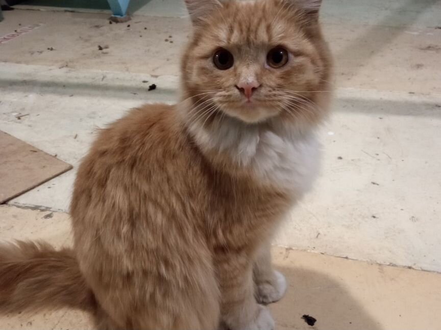 Найден котик рыжий
