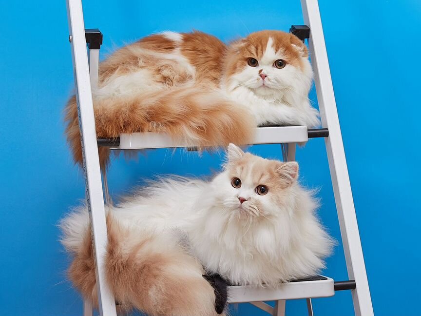 Красивые котики