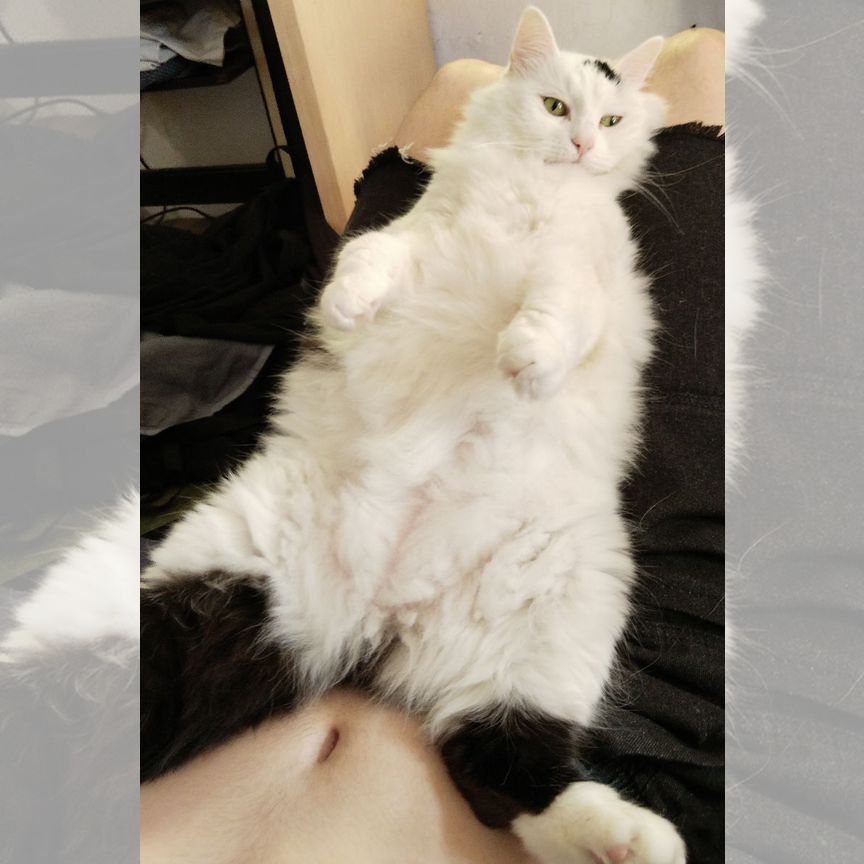 Отдам кота на передержку