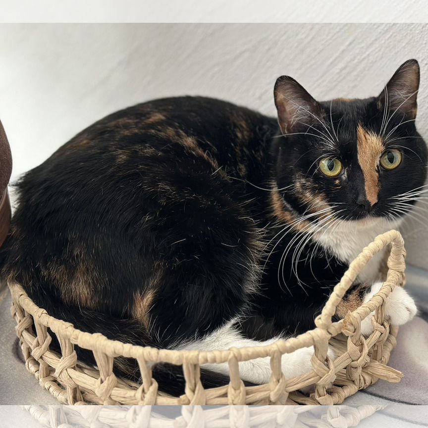 Кошка 1 год стерилизована в надёжные руки