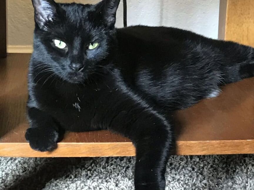 Кошки бесплатно