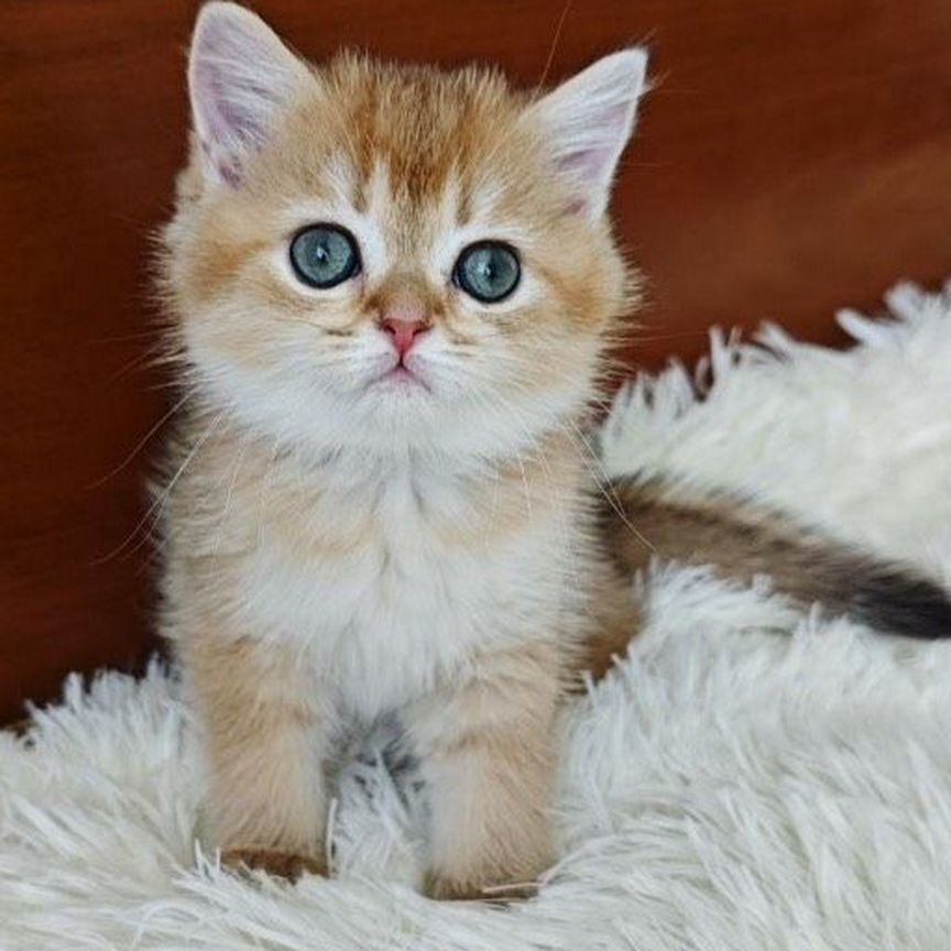 Шотландский вислоухий короткошёрстный котёнок