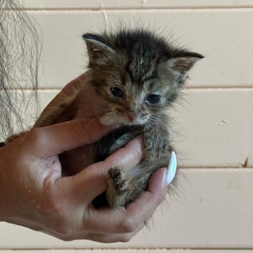 Котенок девочка