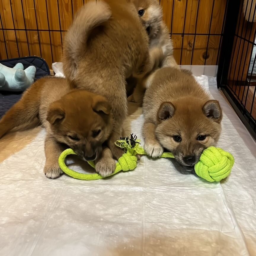 Сиба-ину, щенок