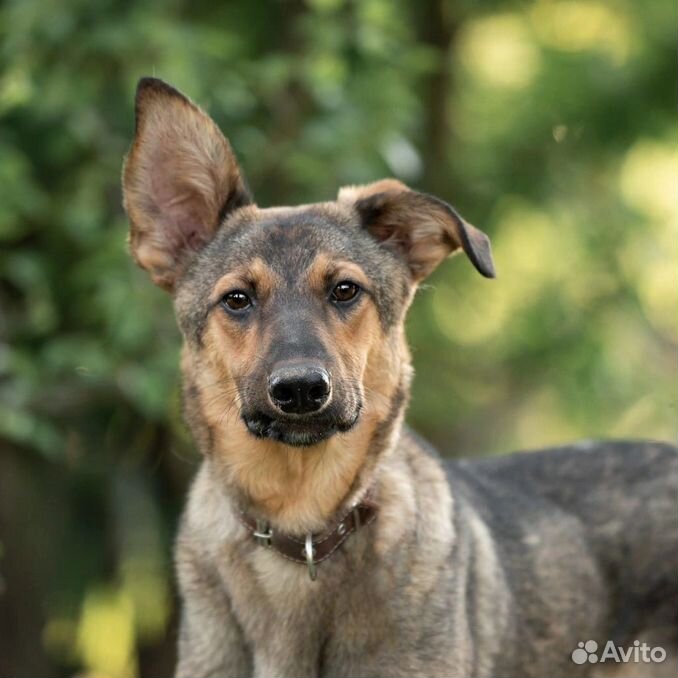 Дени - воспитанный молодой пёс