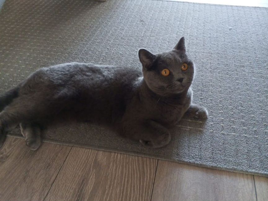 Кошка в дар бесплатно