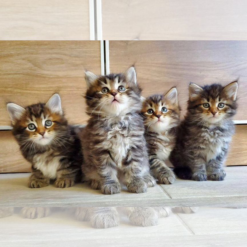 Котята