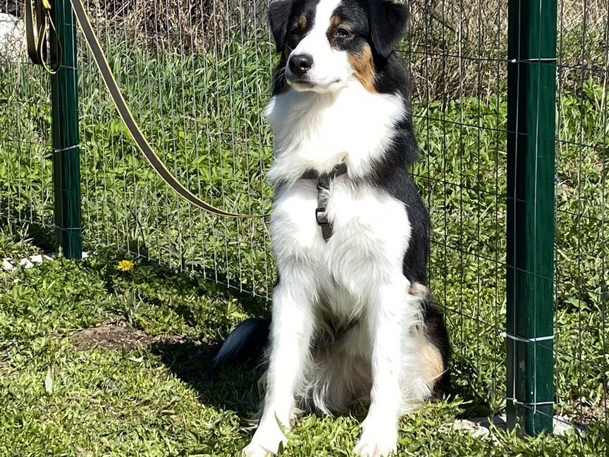 Собака в добрые руки