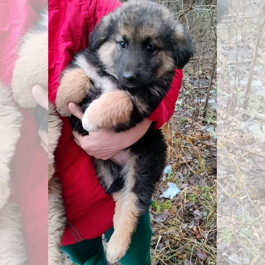 Щенок в добрые руки
