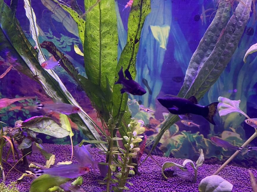 Аквариумные рыбки