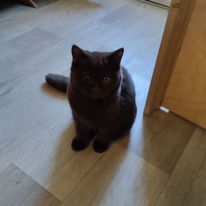 Шоколадный котик