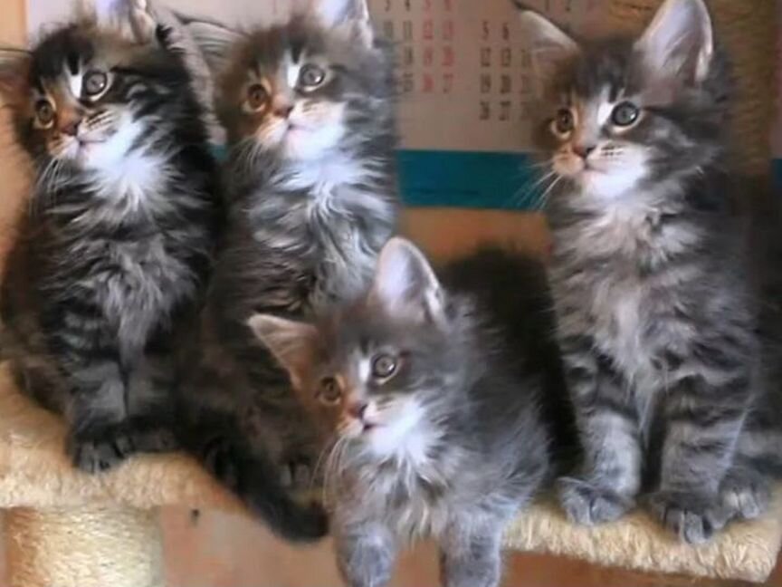 Котики мейнкунята