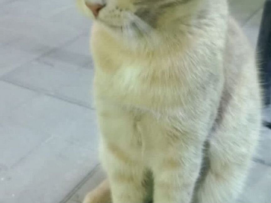 Персиковый котик в добрые руки