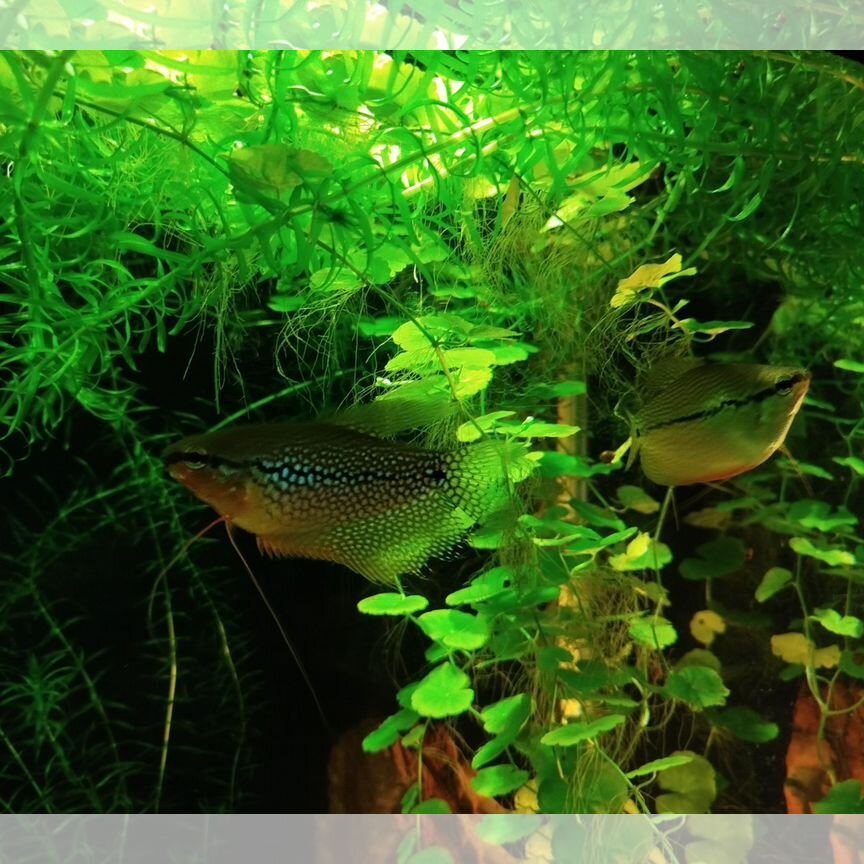 Жемчужные гурами