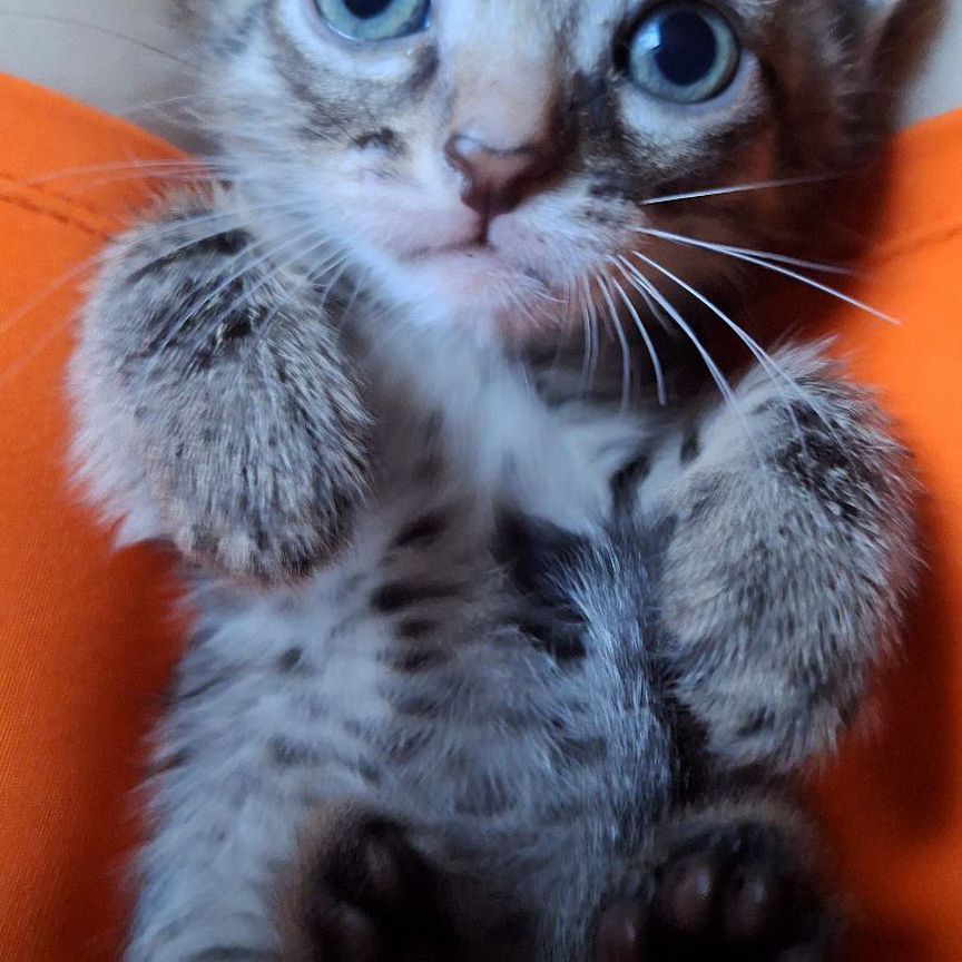 Полосатый малыш