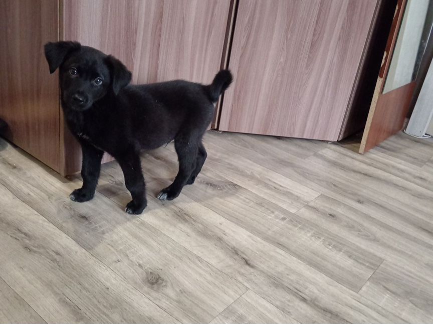 Щенок мальчик около 2мес подкидыш