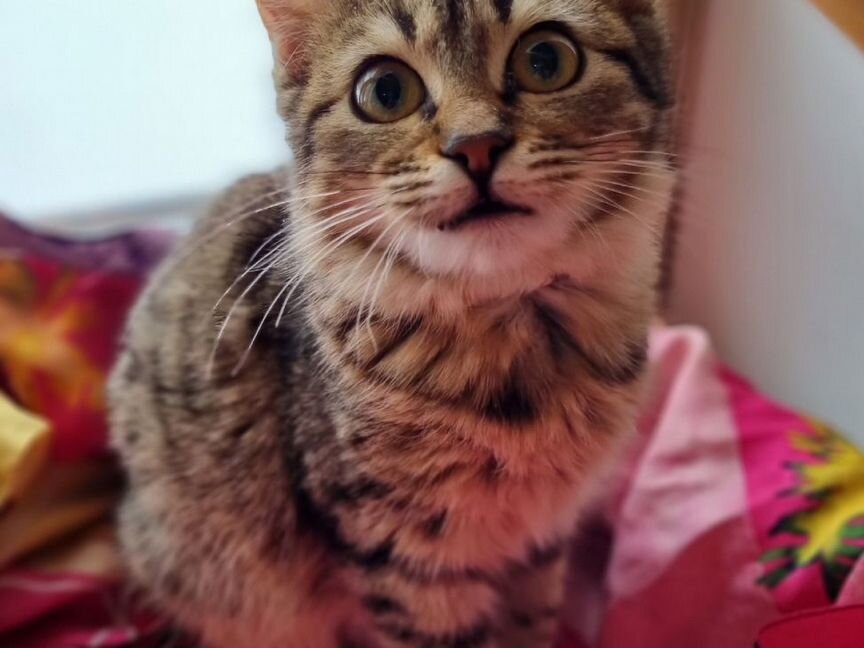 Кошечка Рыся 2.5 мес