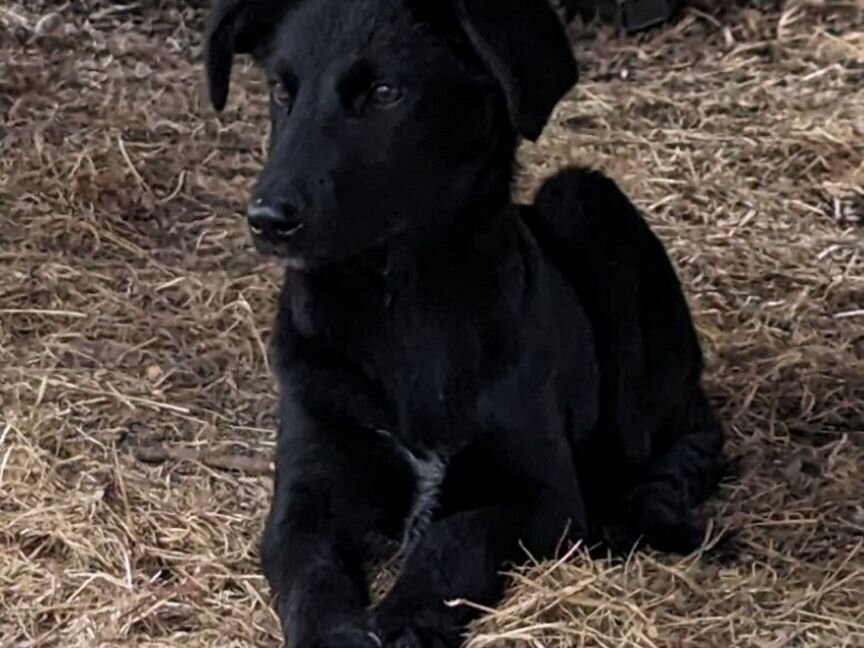 Собака в добрые руки