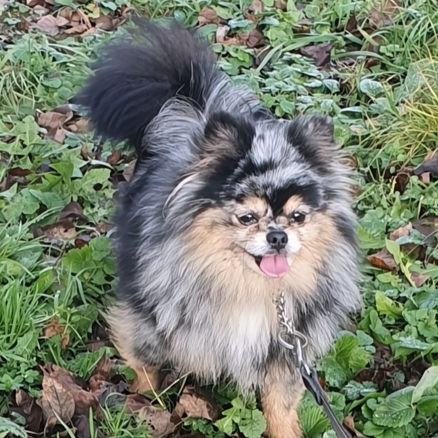 Померанский шпиц, взрослая собака