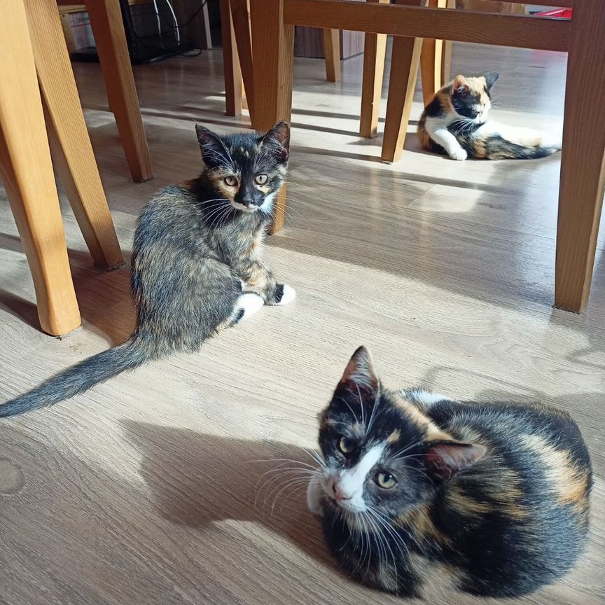 Котята в добрые руки