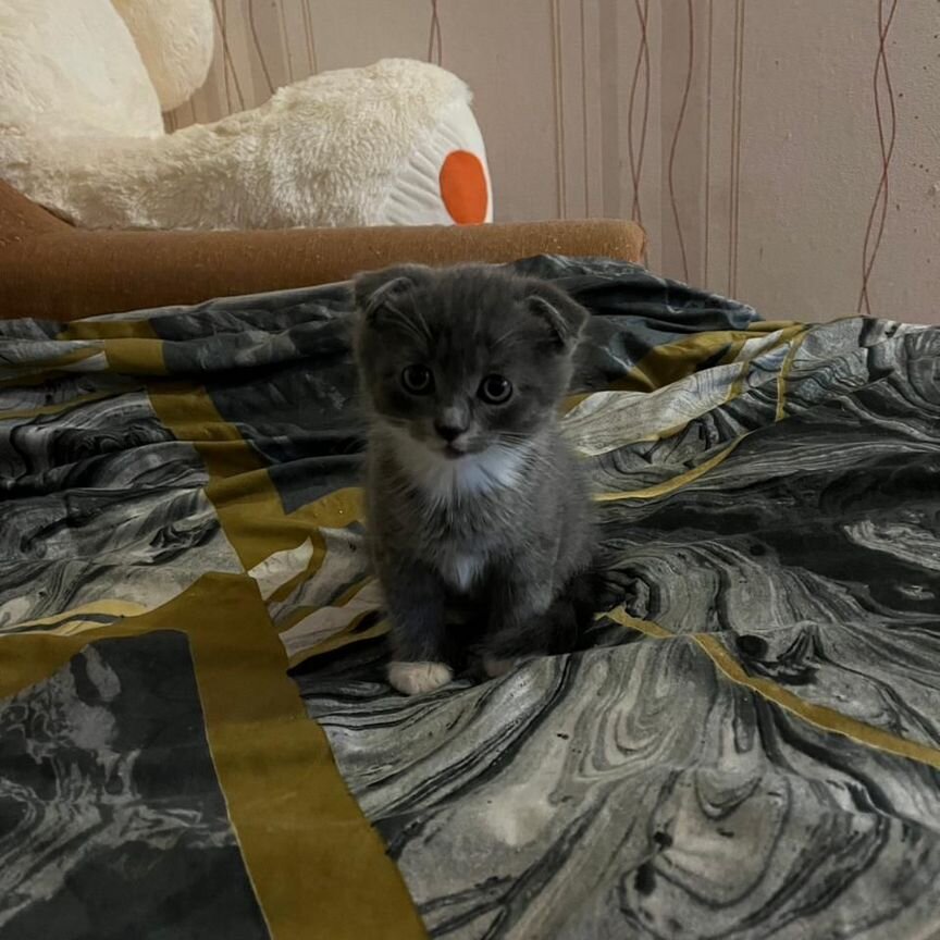 Отдам в добрые руки