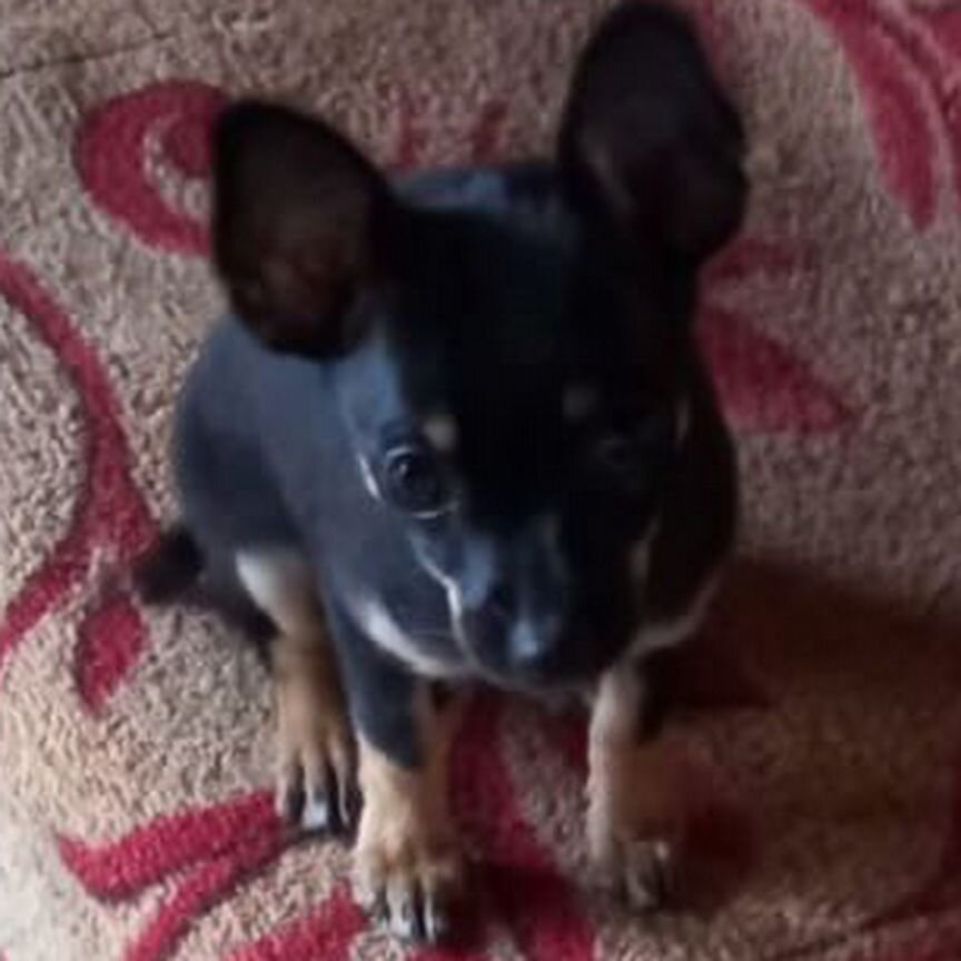 Маленькая собачка чихуахуа
