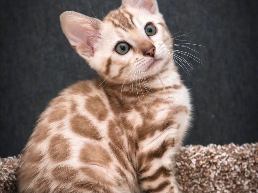 Бенгальские котята котик
