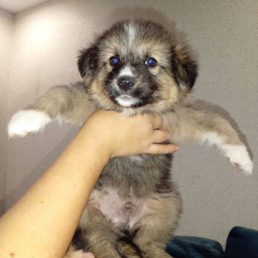 Щенки мальчики и девочки, 1,5 месяца