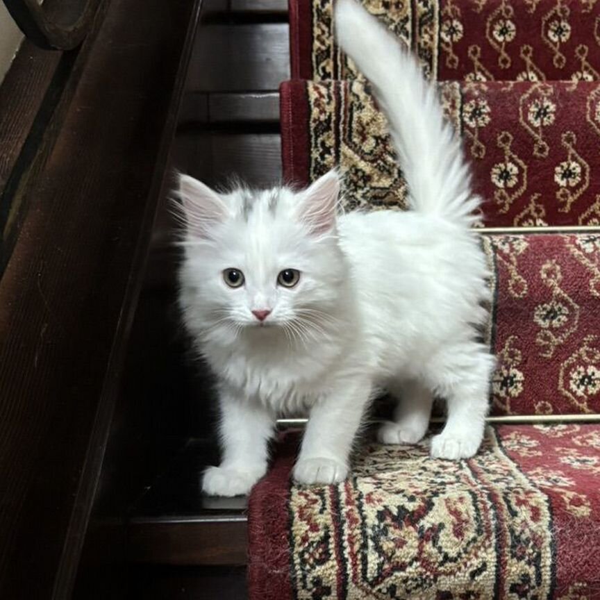 Турецкая ангора котёнок