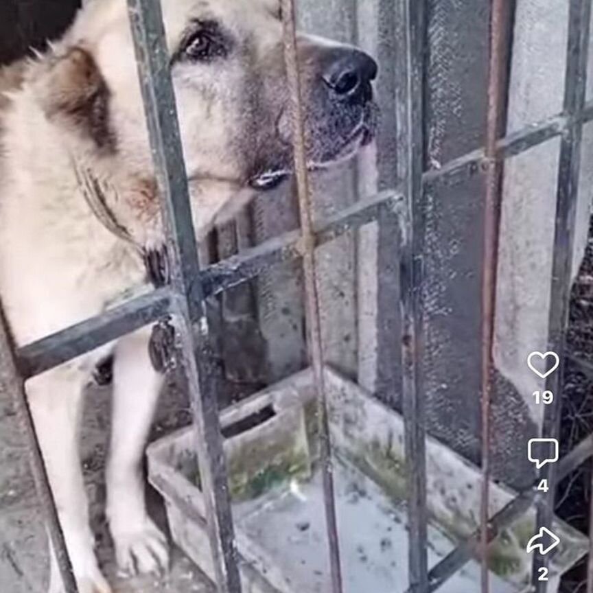 Отдам собаку