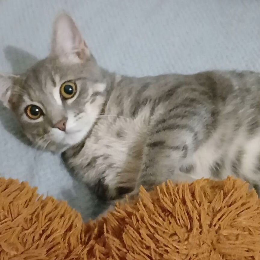 Котёнок от частного владельца